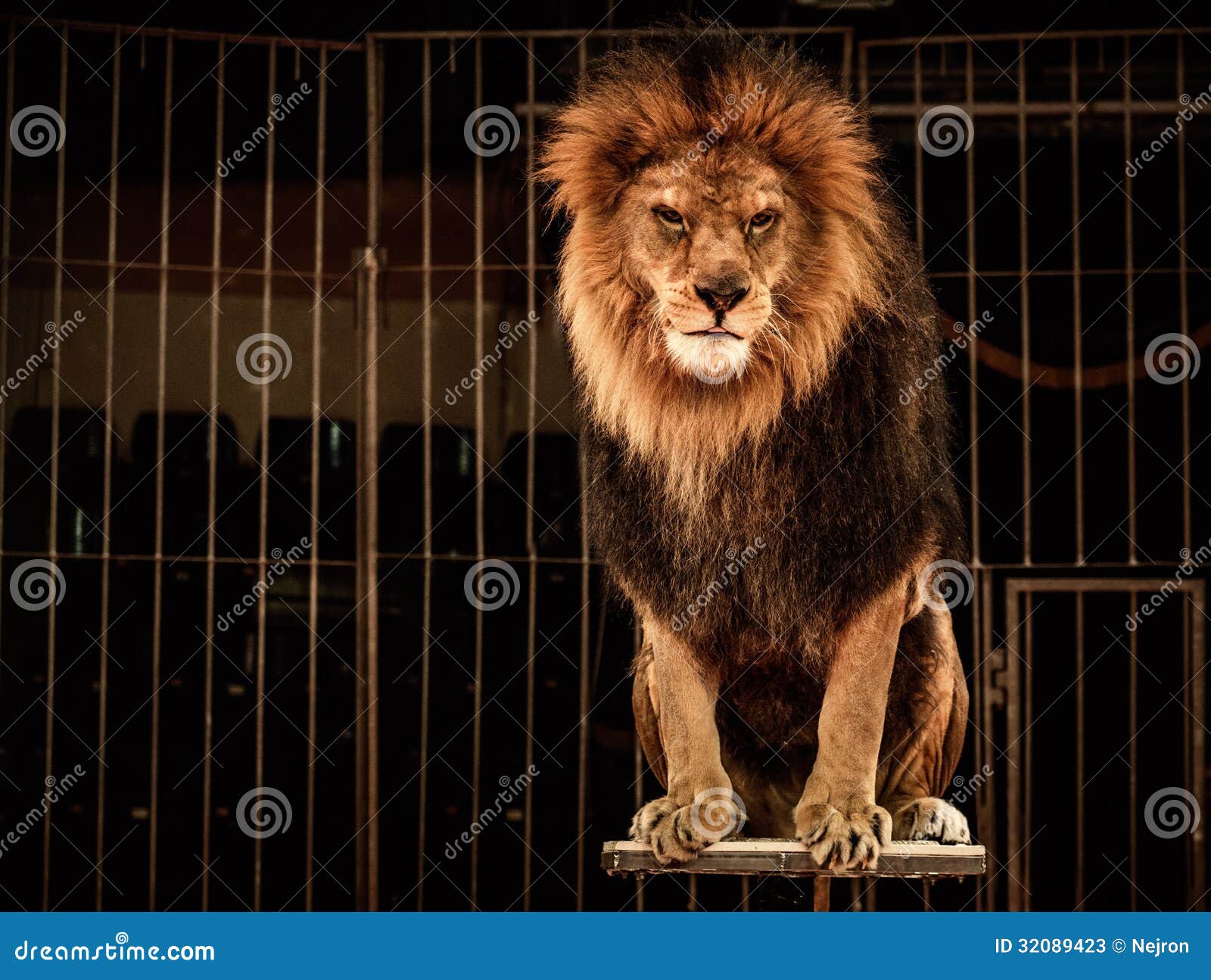Lion on arena stock image. Image of feline, mane, close - 32089423