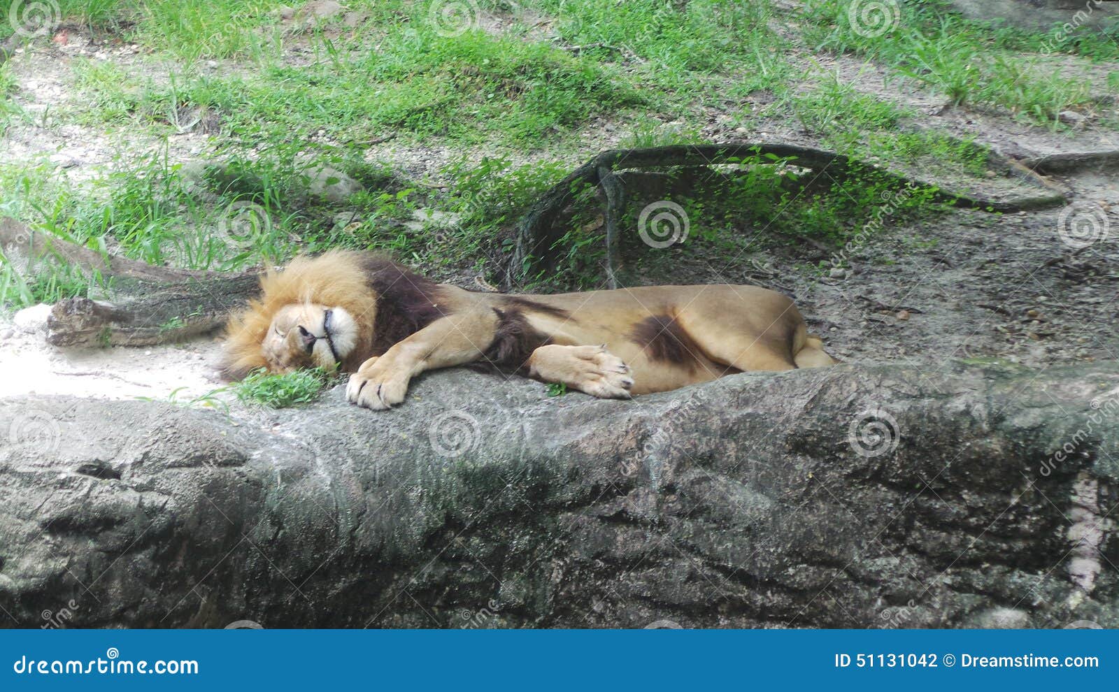 Lion Around stock photo. Image of animal, mane, sleeping - 51131042