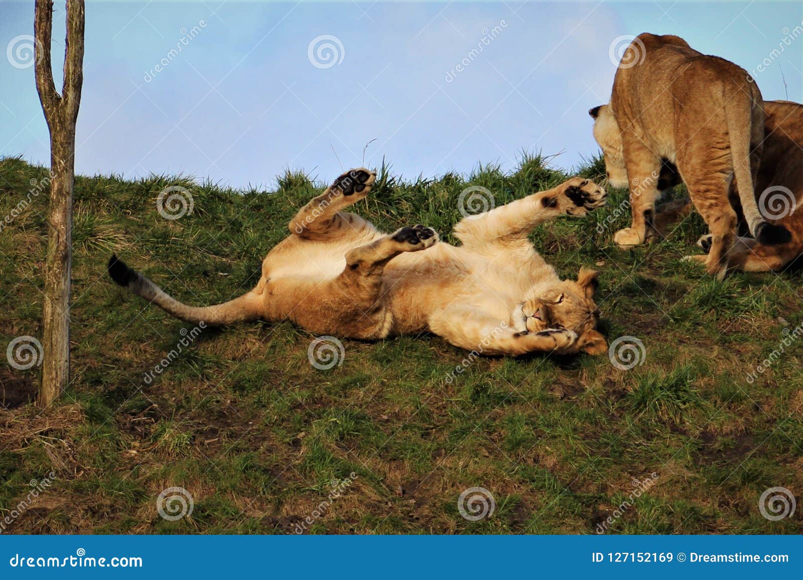 Lion atacking a young tree stock image. Image of eating - 127152169