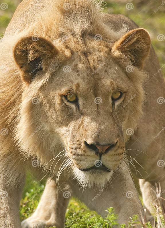 Lion Attack stock photo. Image of feline, namibia, habitat - 13457968