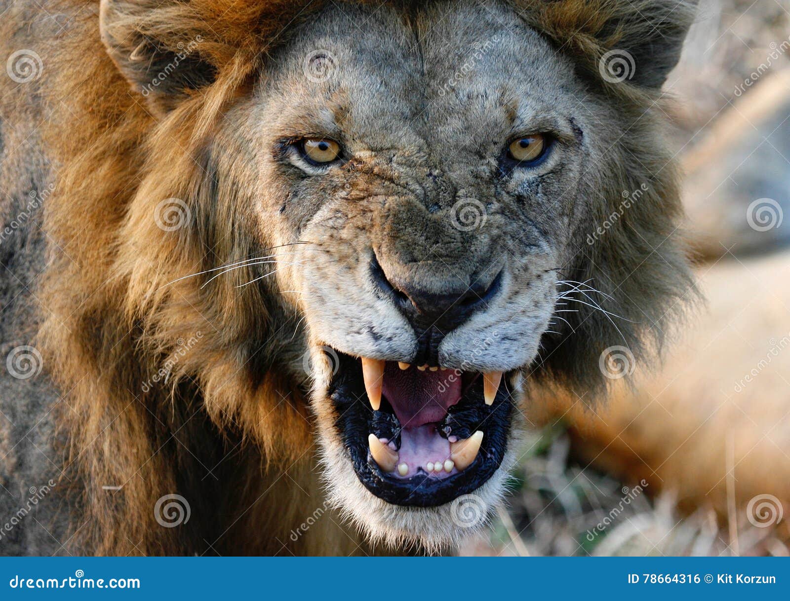 Lion attack stock photo. Image of male, beast, animal - 78664316