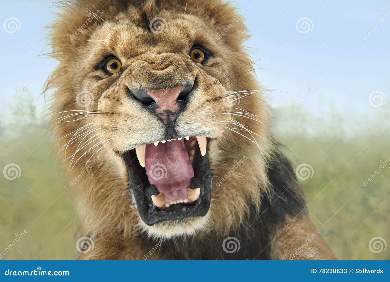 Lion Attack Stock Image | CartoonDealer.com #78230833