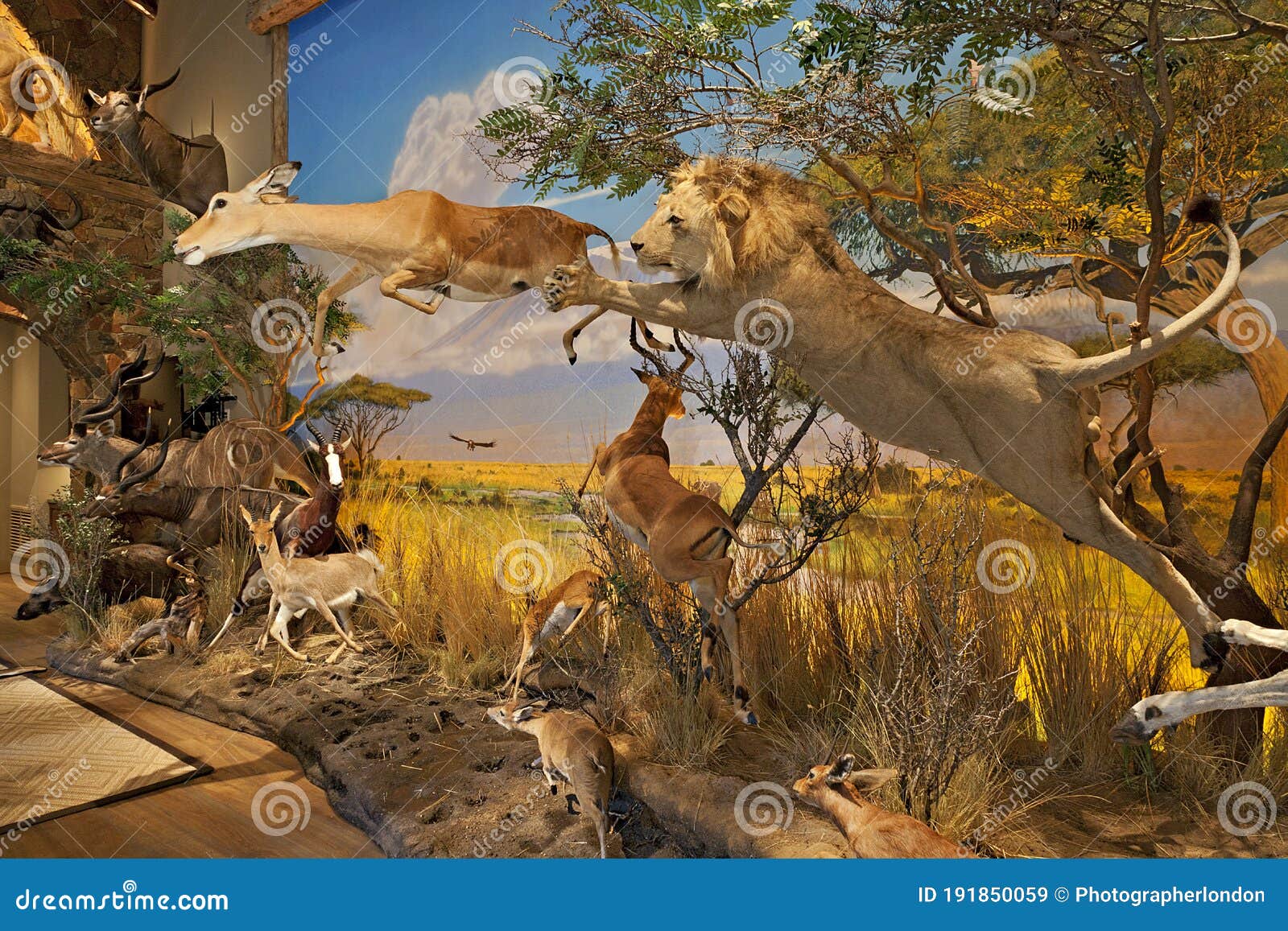 Lion Attacking Gazelle