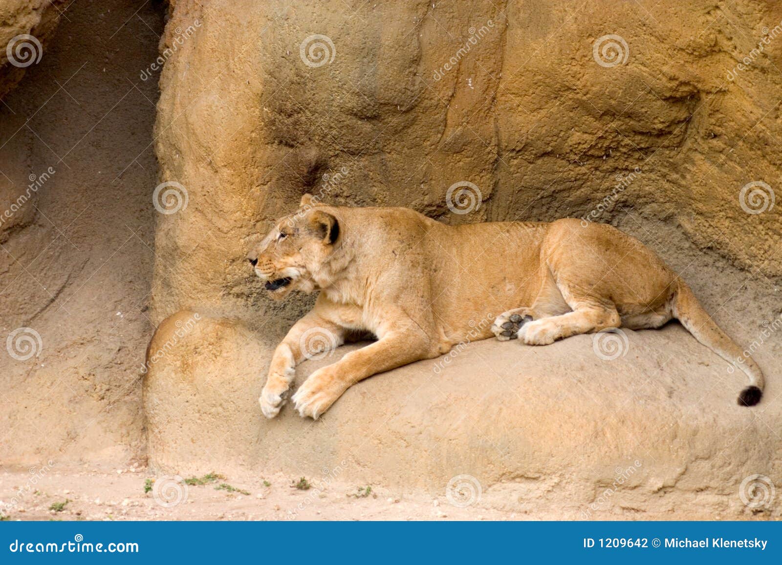 Lion au repos photo stock. Image du pouvoir, afrique, animal - 1209642