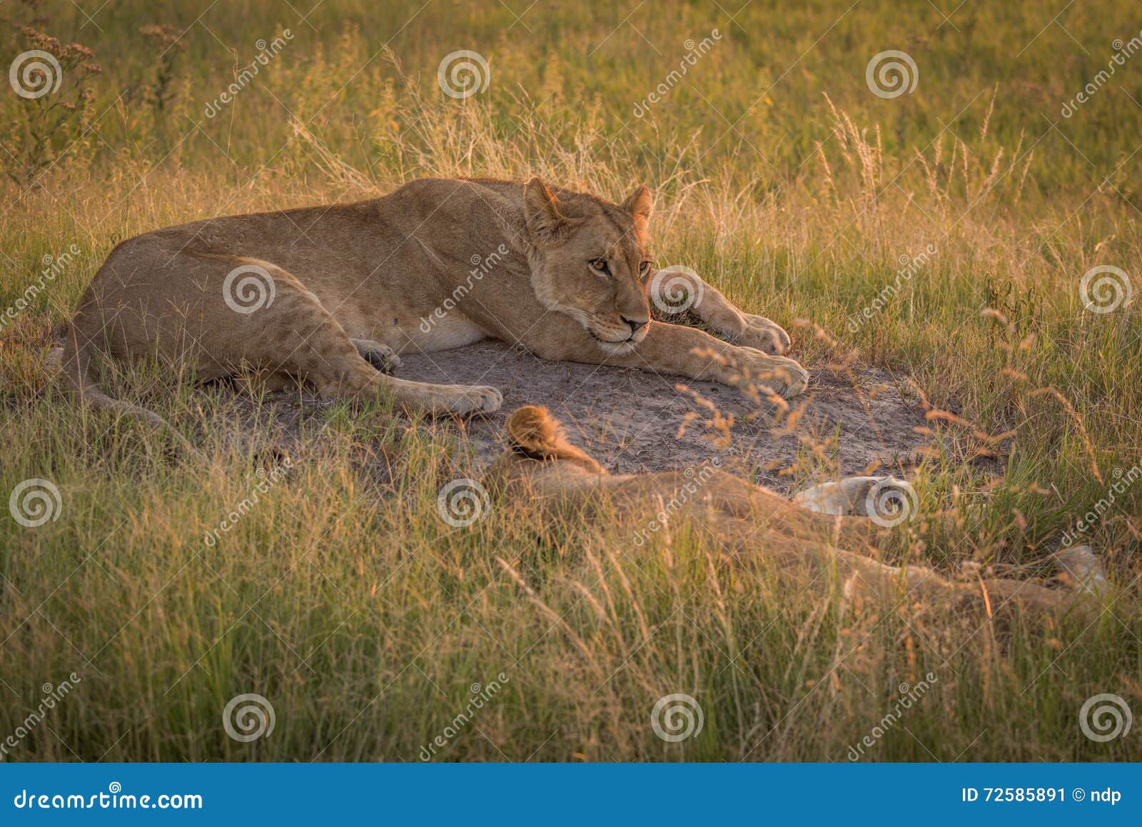 Lion Awake beside Another Sleeping in Grass Stock Image - Image of ...