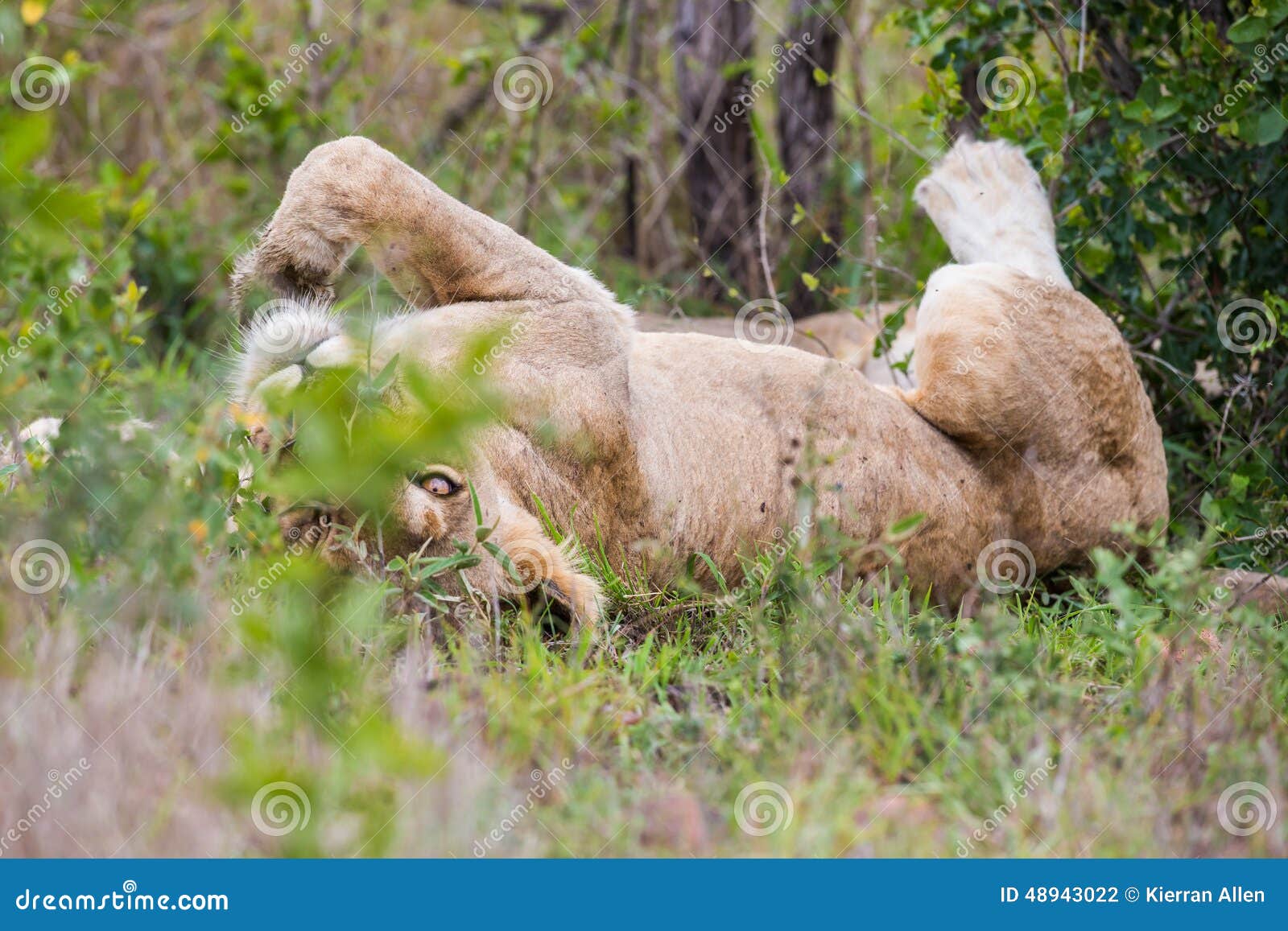 Lion on back South Africa stock photo. Image of yawn - 48943022