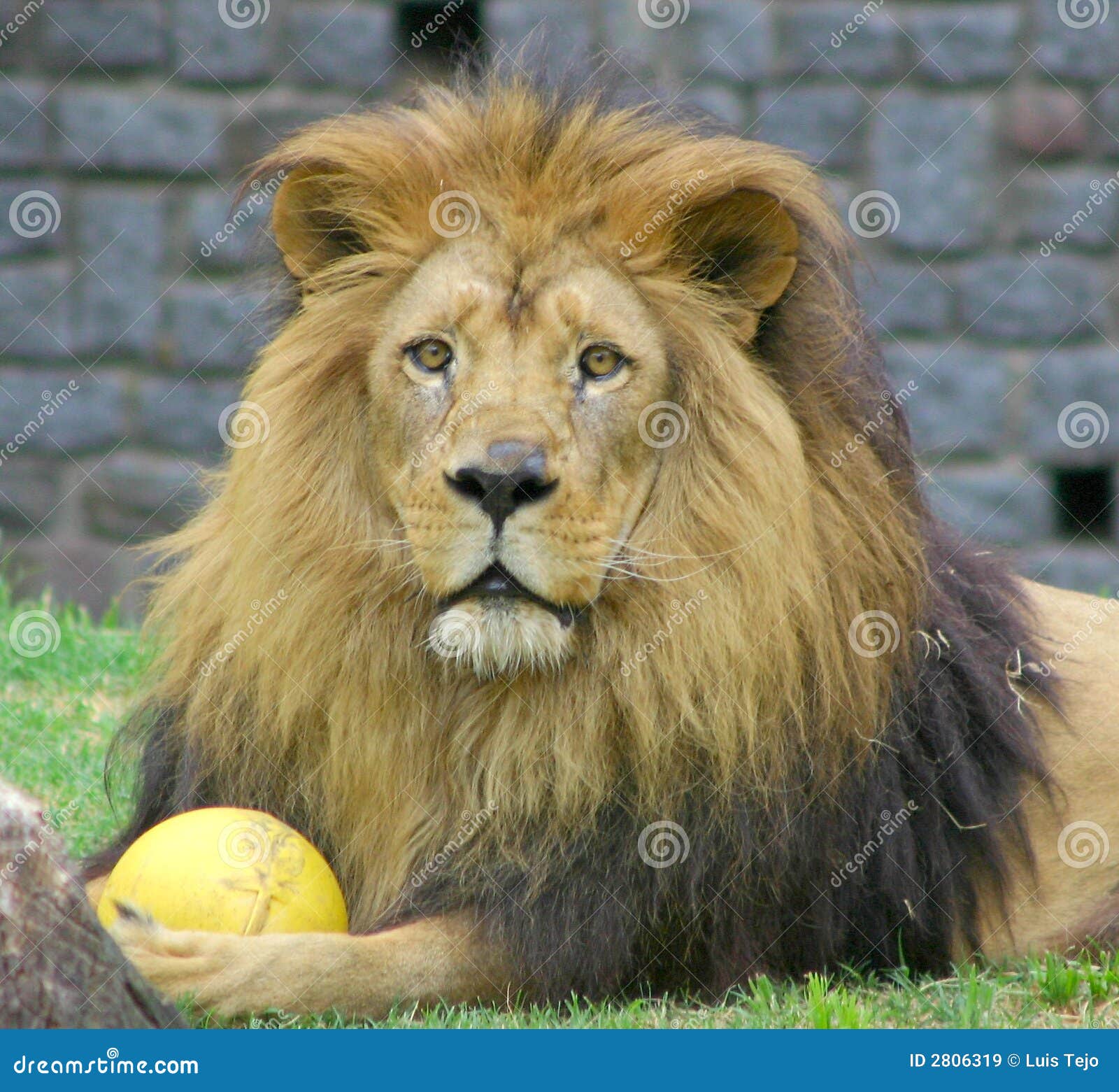 Lion with a ball stock image. Image of africa, feline - 2806319