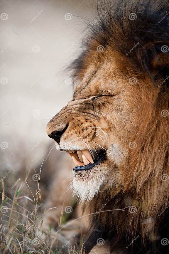 Lion baring his teeth stock photo. Image of mouth, safari - 27187614