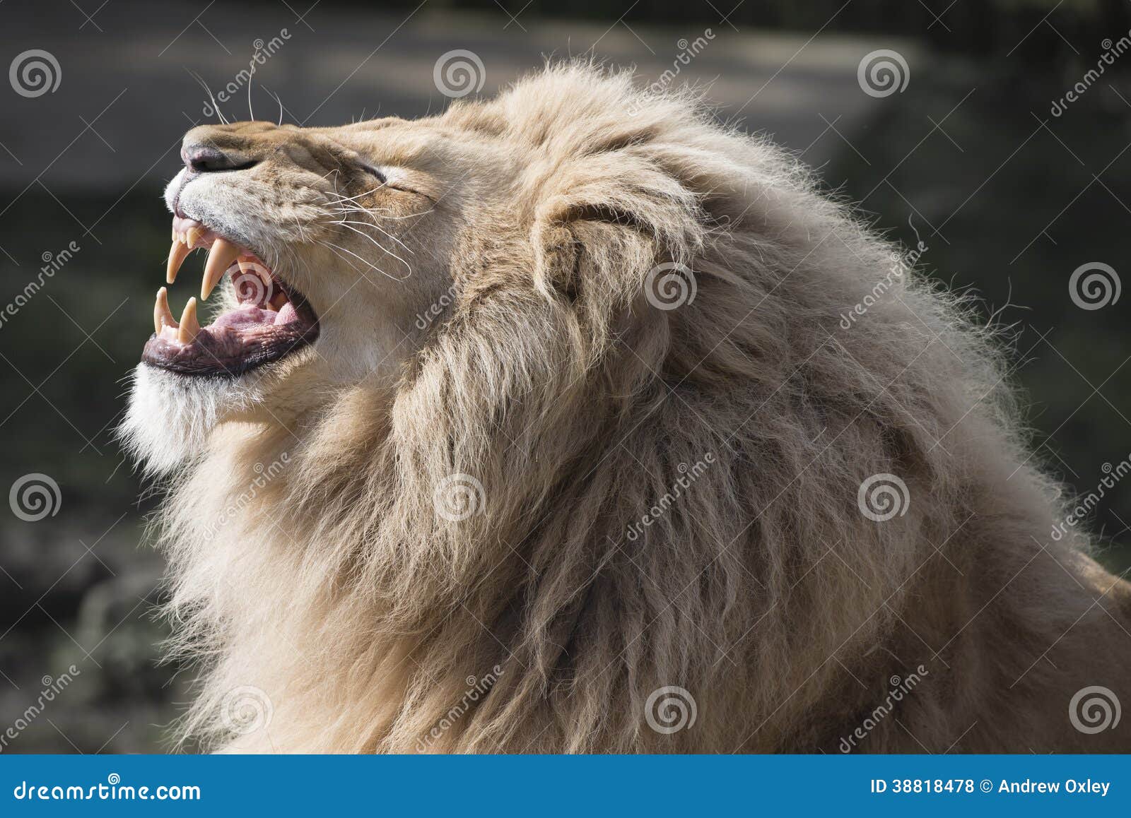 Lion baring teeth stock photo. Image of mane, gape, lion - 38818478
