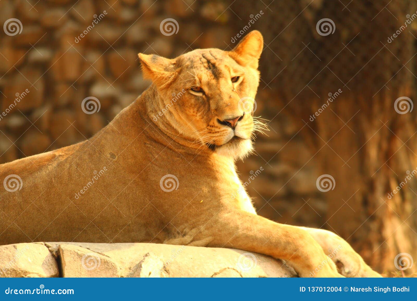 Lion stock photo. Image of wild, lion, beast, animal - 137012004