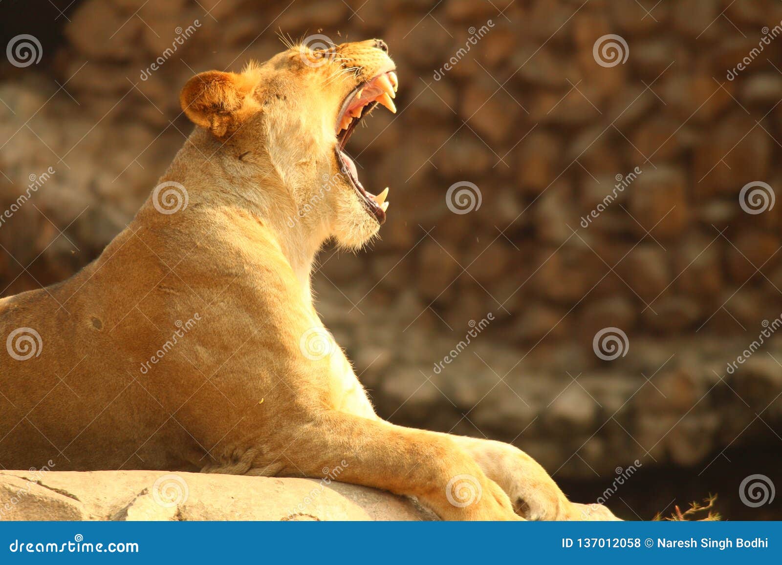 Lion stock photo. Image of wild, beast, lion, animal - 137012058