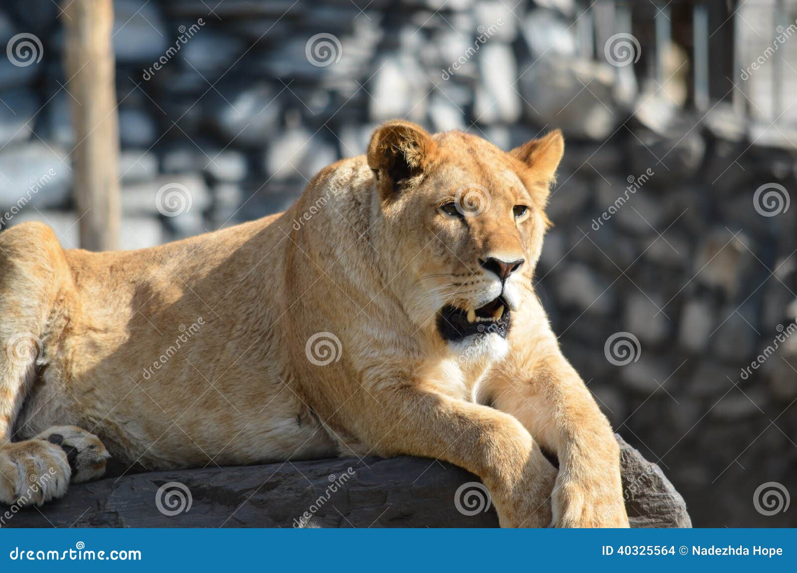 Lion editorial stock image. Image of brown, animal, russia - 40325564
