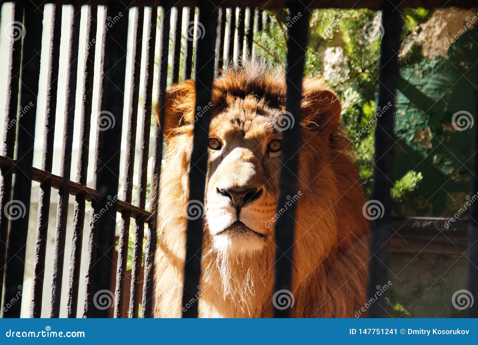 Lion Behind Tree In Africa Stock Photography | CartoonDealer.com #51106940