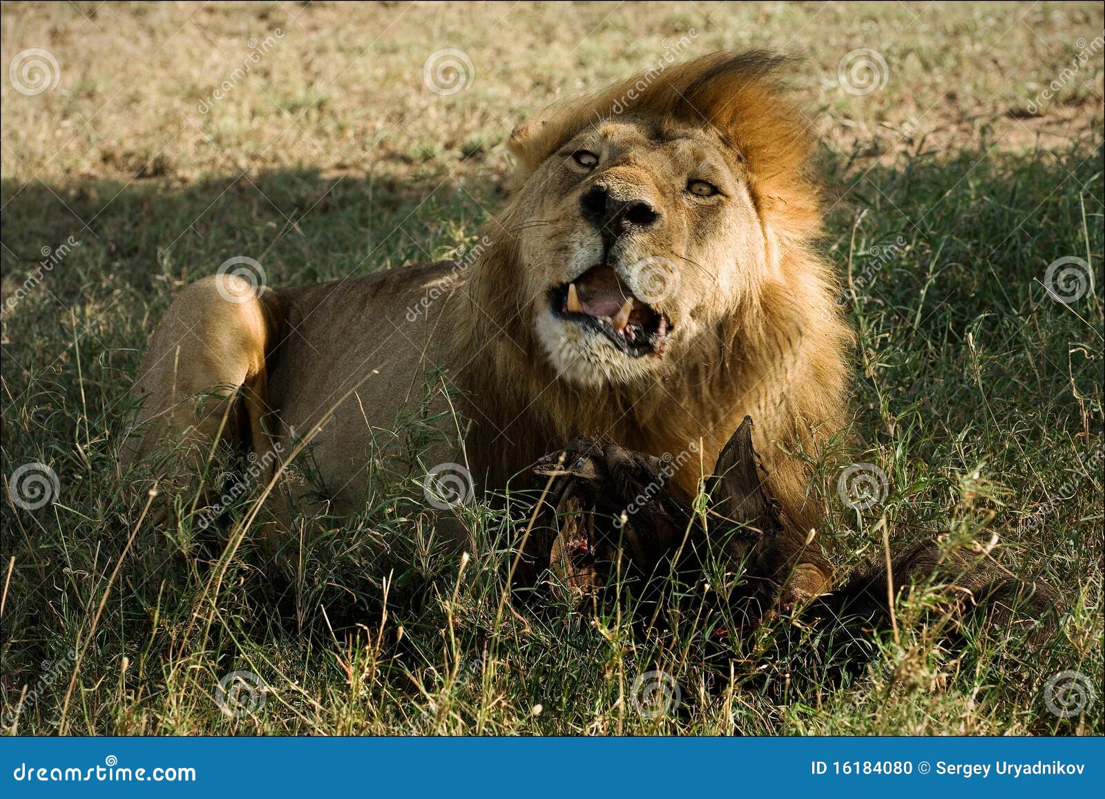Lion Behind Tree In Africa Stock Photography | CartoonDealer.com #51106940