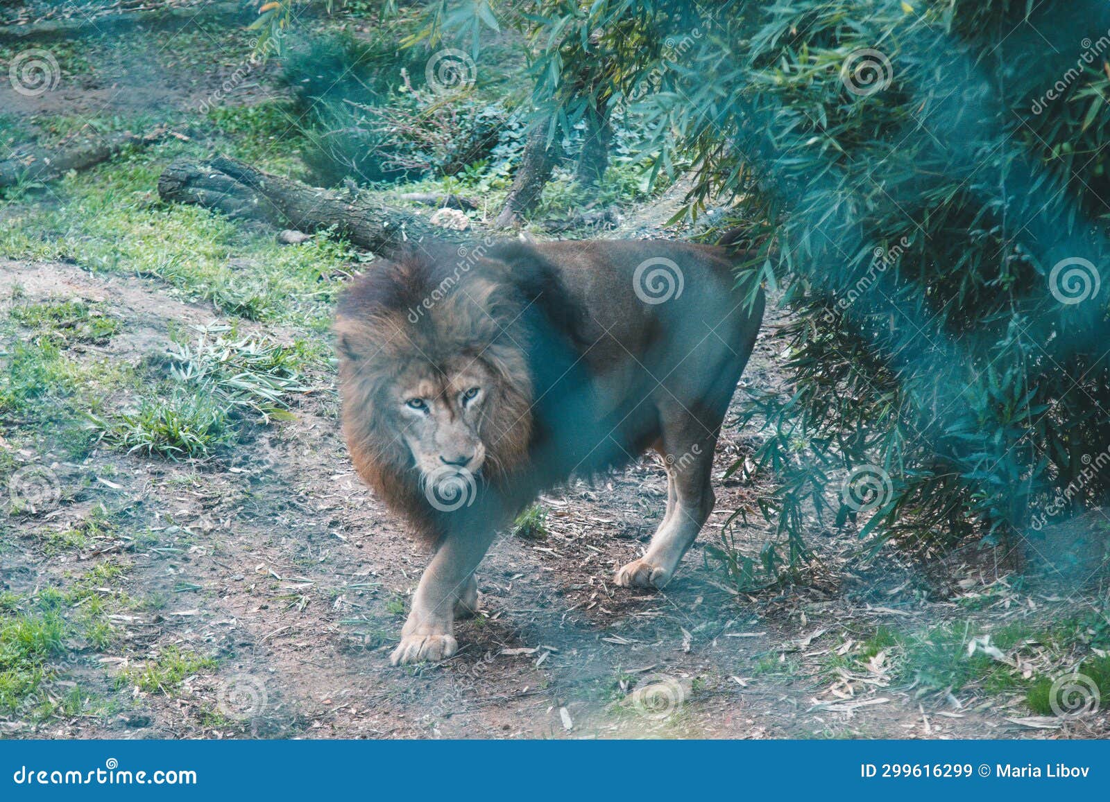 Lion Behind Tree In Africa Stock Photography | CartoonDealer.com #51106940
