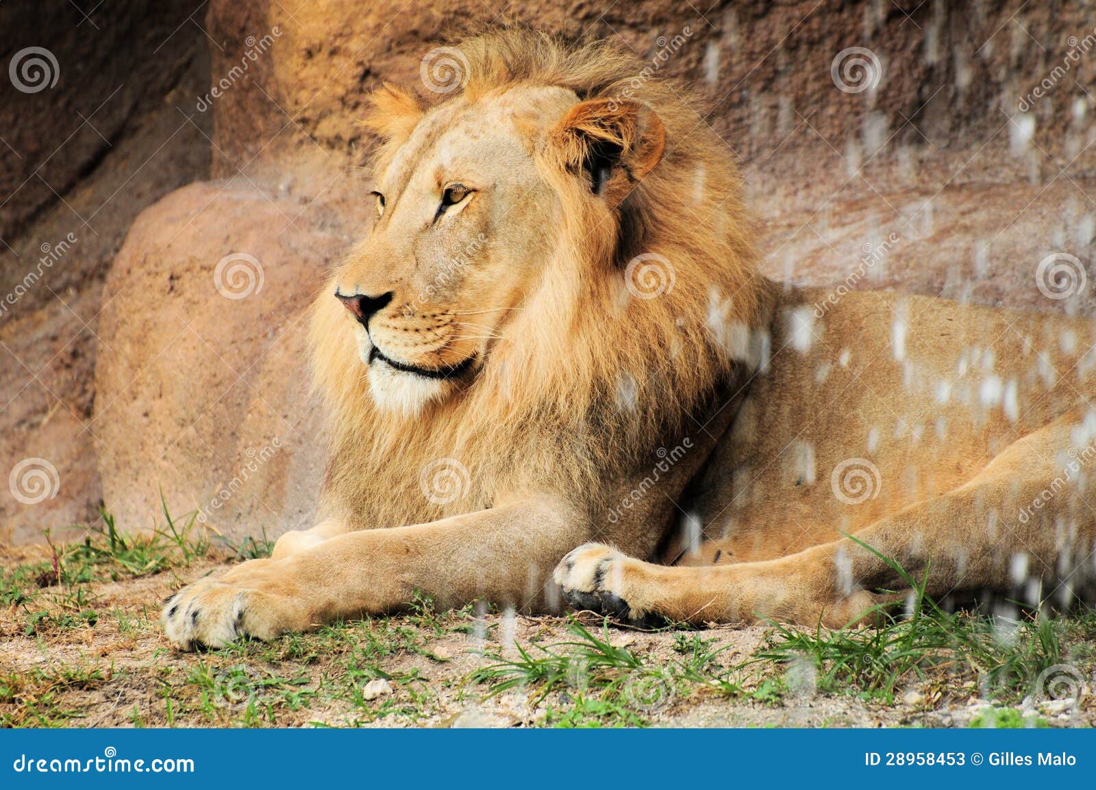 Lion behind waterfall stock image. Image of expression - 28958453