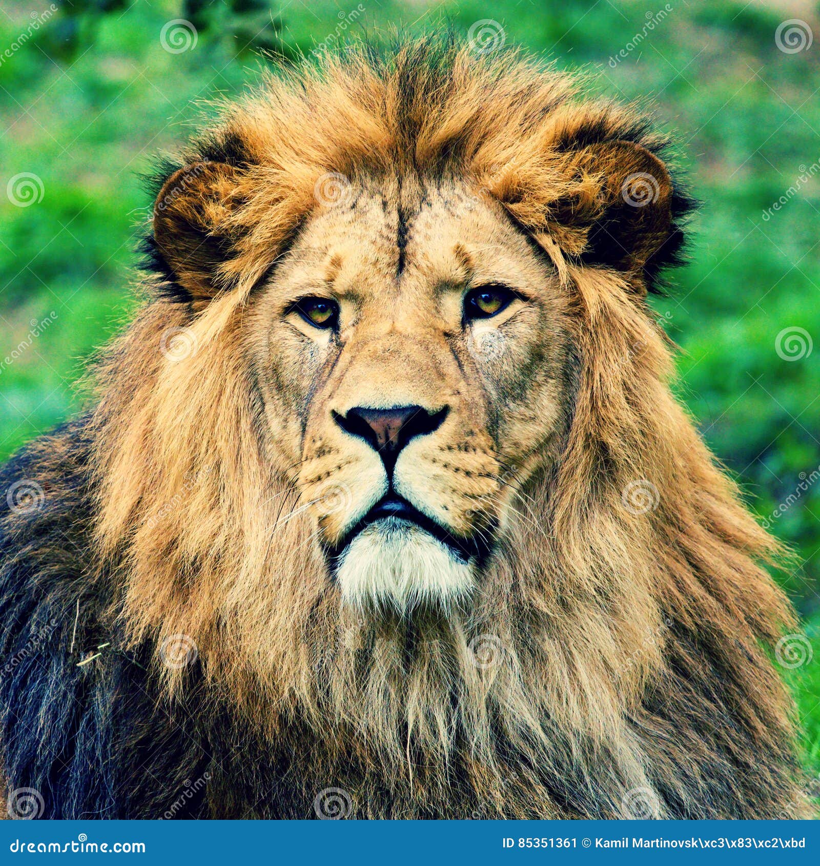 Lion stock image. Image of fierce, face, green, gray - 85351361