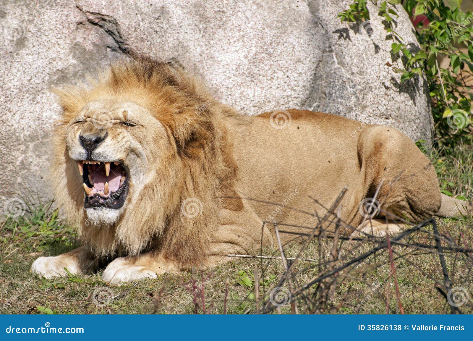 Lion stock photo. Image of africa, king, mammal, beasts - 35826138