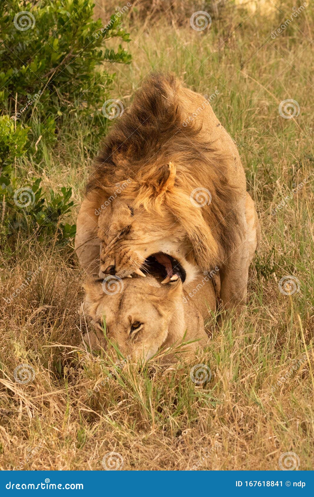Lion Bites Female while Mating in Grass Stock Image - Image of outdoors ...