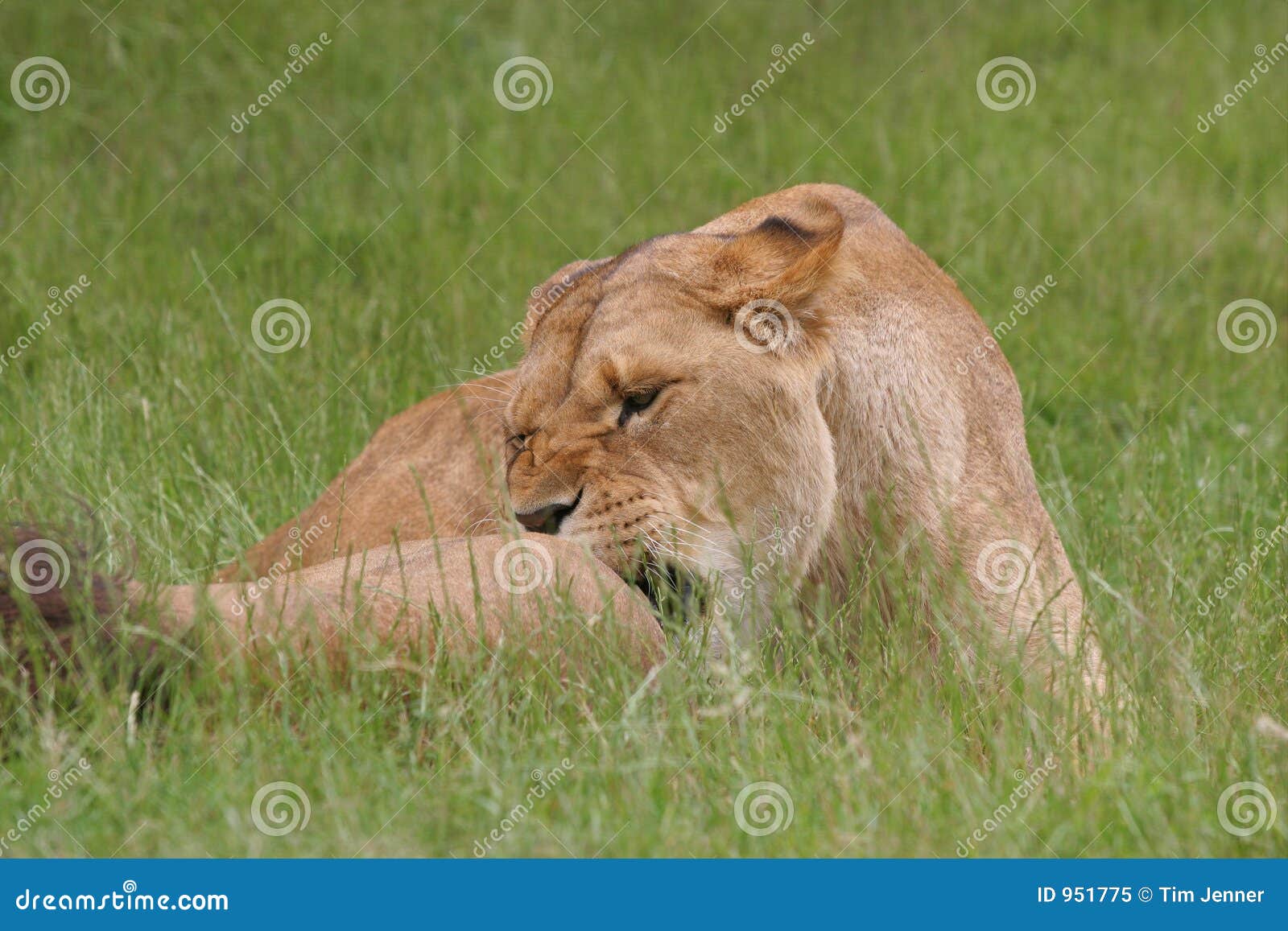 Lion Biting Picture. Image: 951775