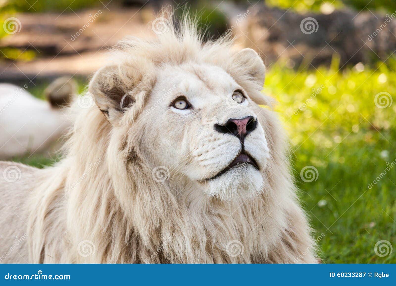 Lion blanc image stock. Image du animal, herbe, museau - 60233287