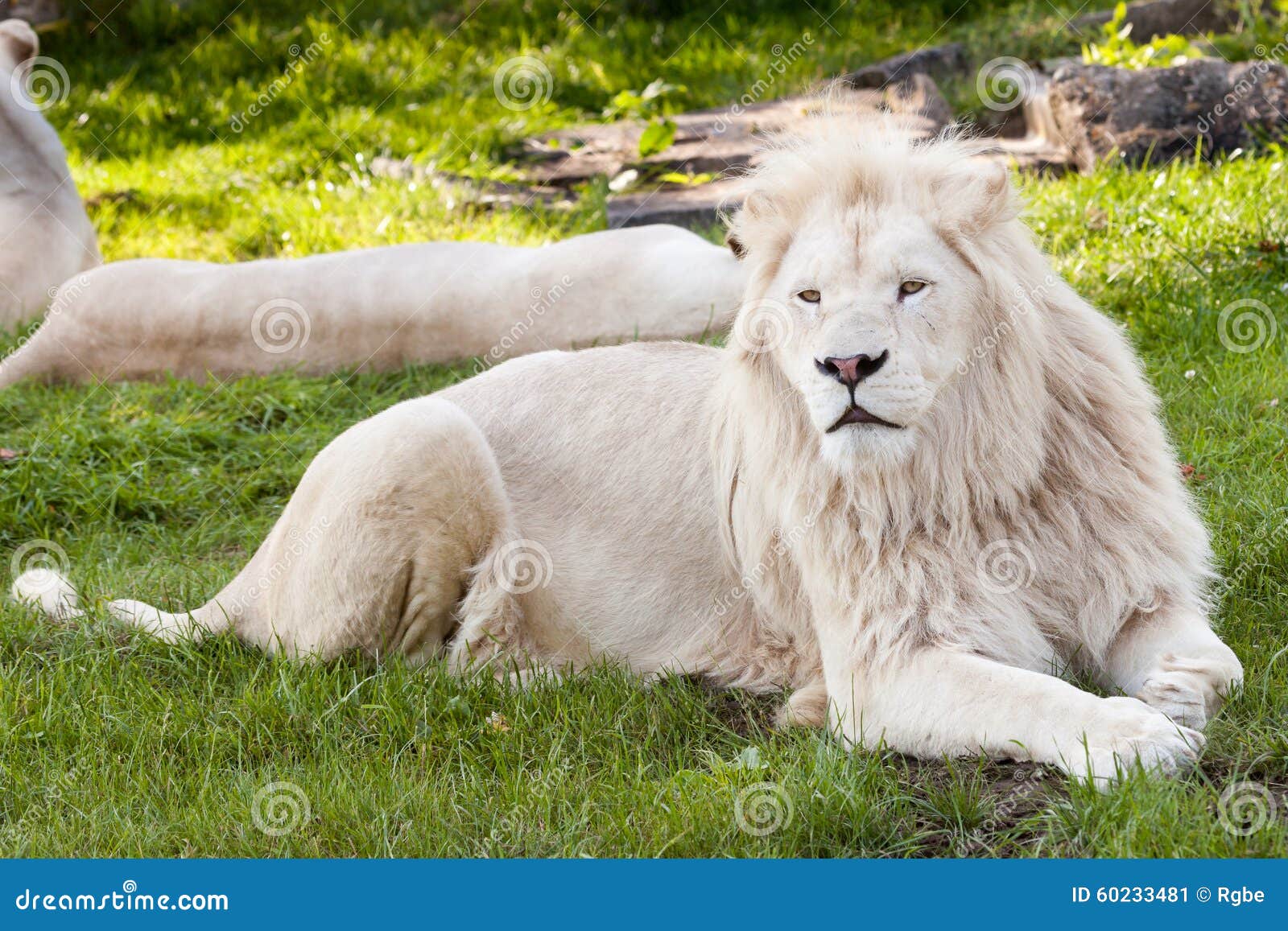 Lion blanc image stock. Image du visage, blanc, favoris - 60233481