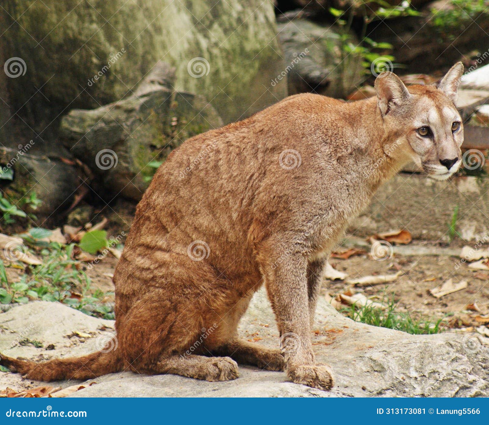 A lion smart stock image. Image of nature, lion, jungle - 313173081