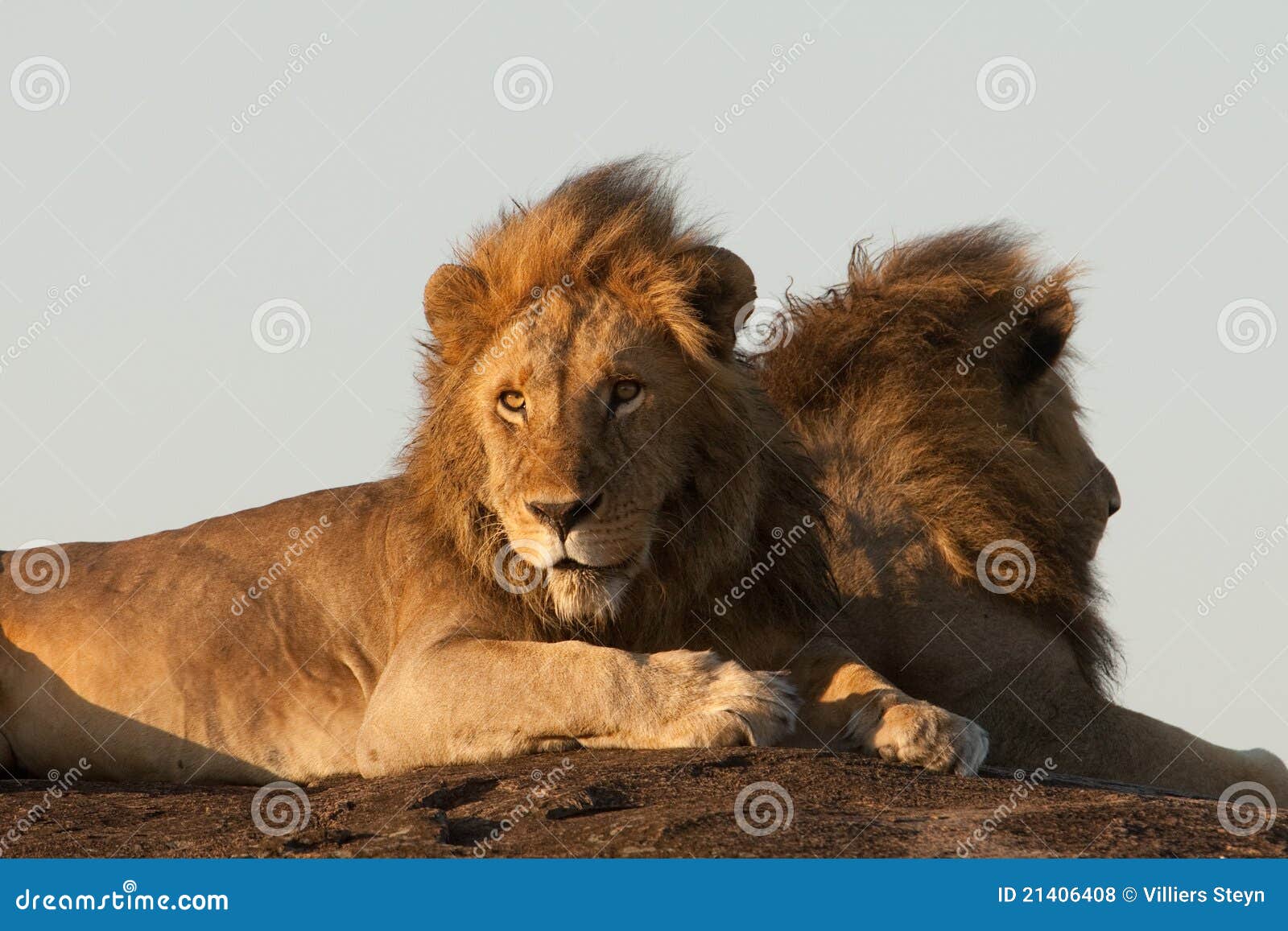 Lion brothers stock photo. Image of dangerous, aggressive - 21406408
