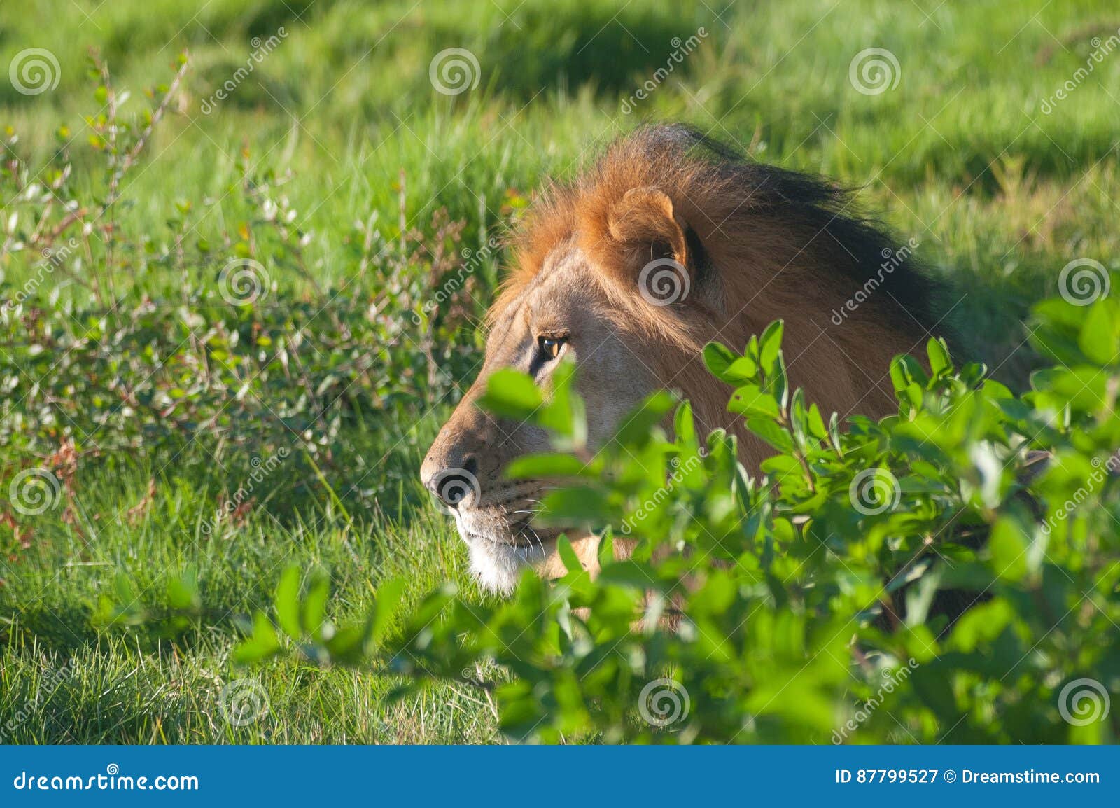 Lion in bush stock image. Image of wilderness, outdoors - 87799527