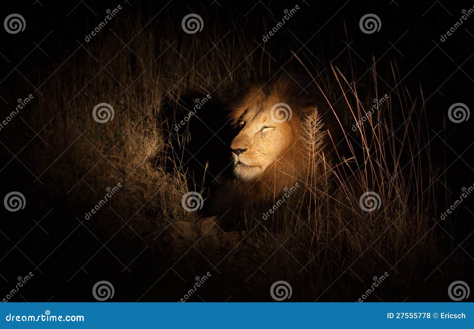 Lion in the bush at night stock photo. Image of night - 27555778