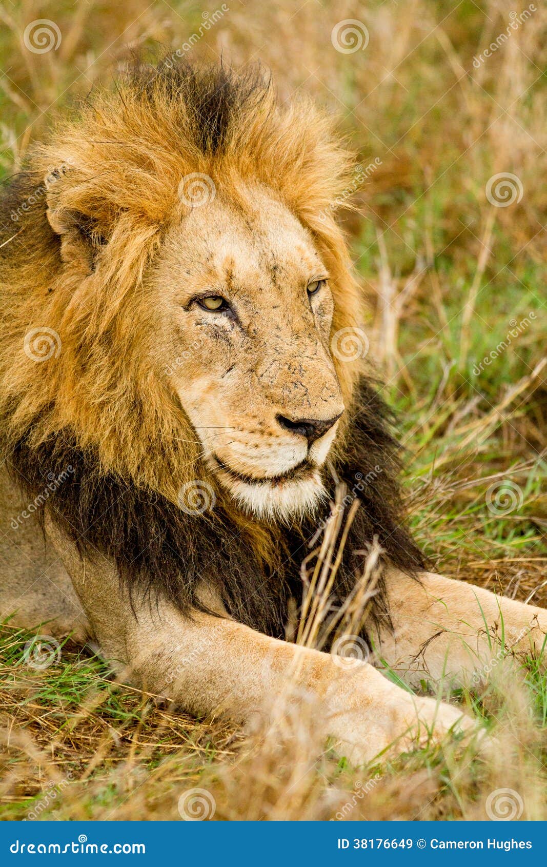 Lion in the Bush in South Africa Stock Image - Image of jungle ...