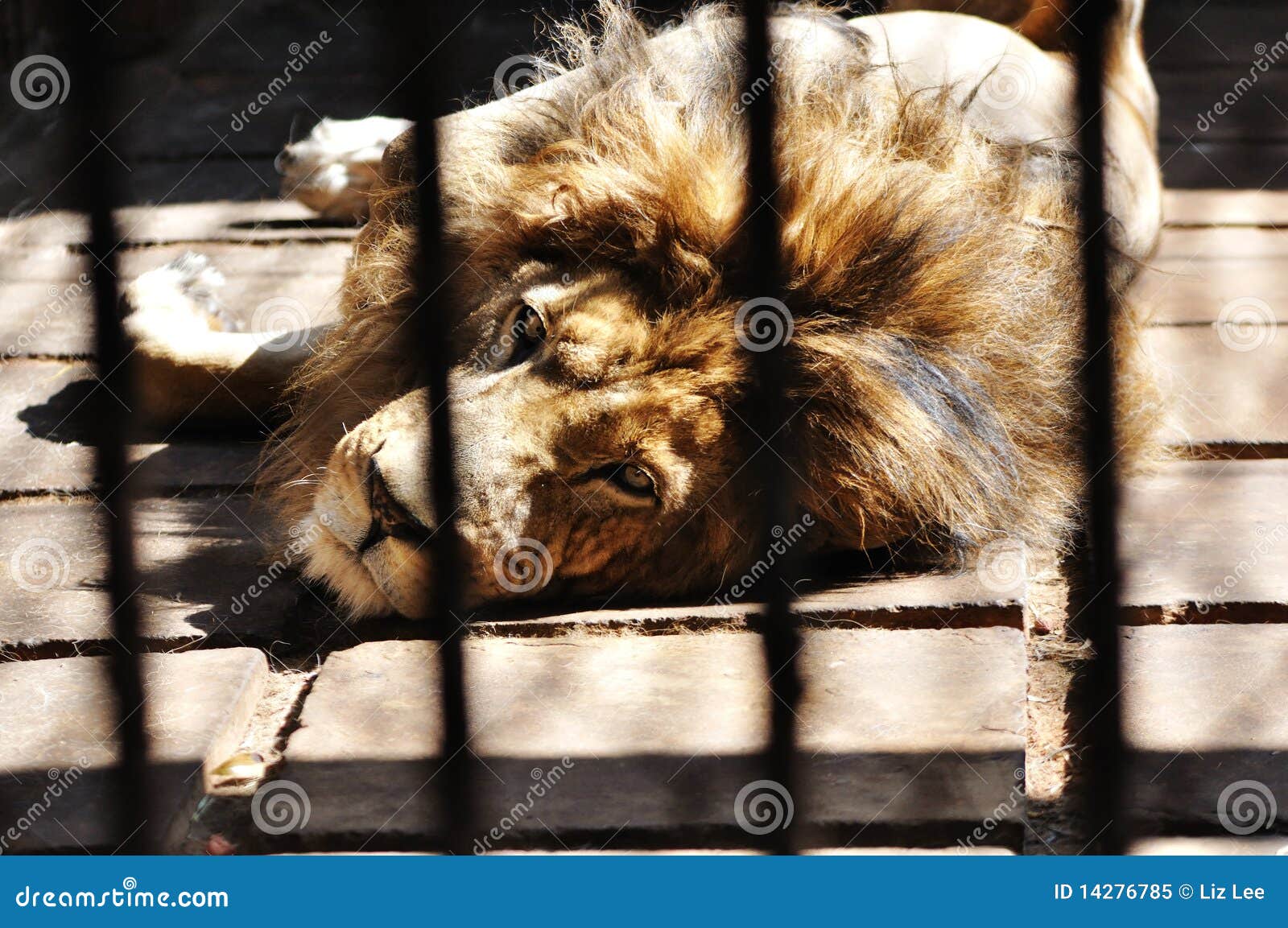 A lion in the cage stock image. Image of hopeless, lion - 14276785