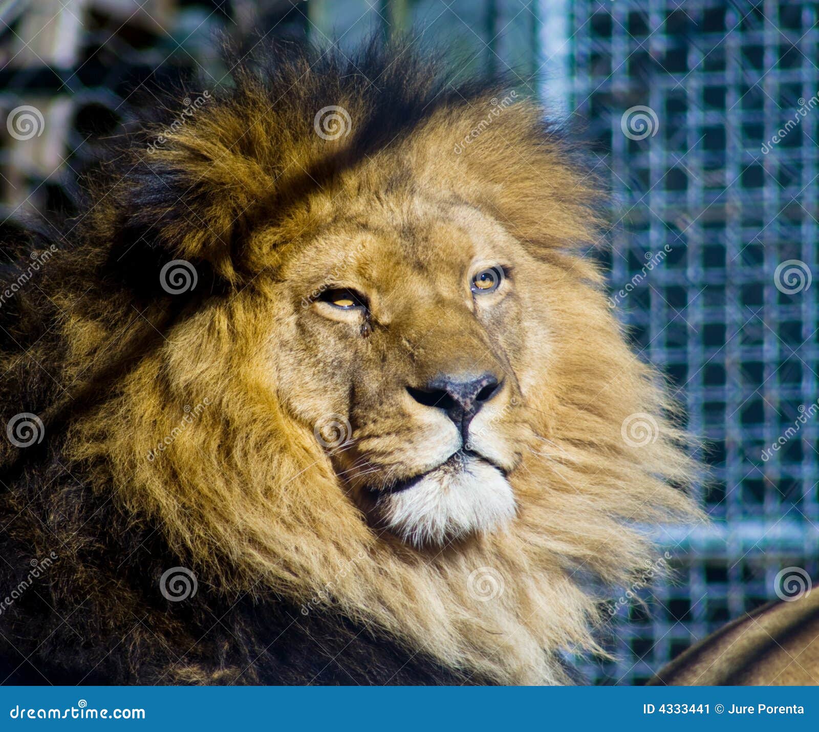 Lion in cage stock image. Image of lion, beautiful, sadness - 4333441