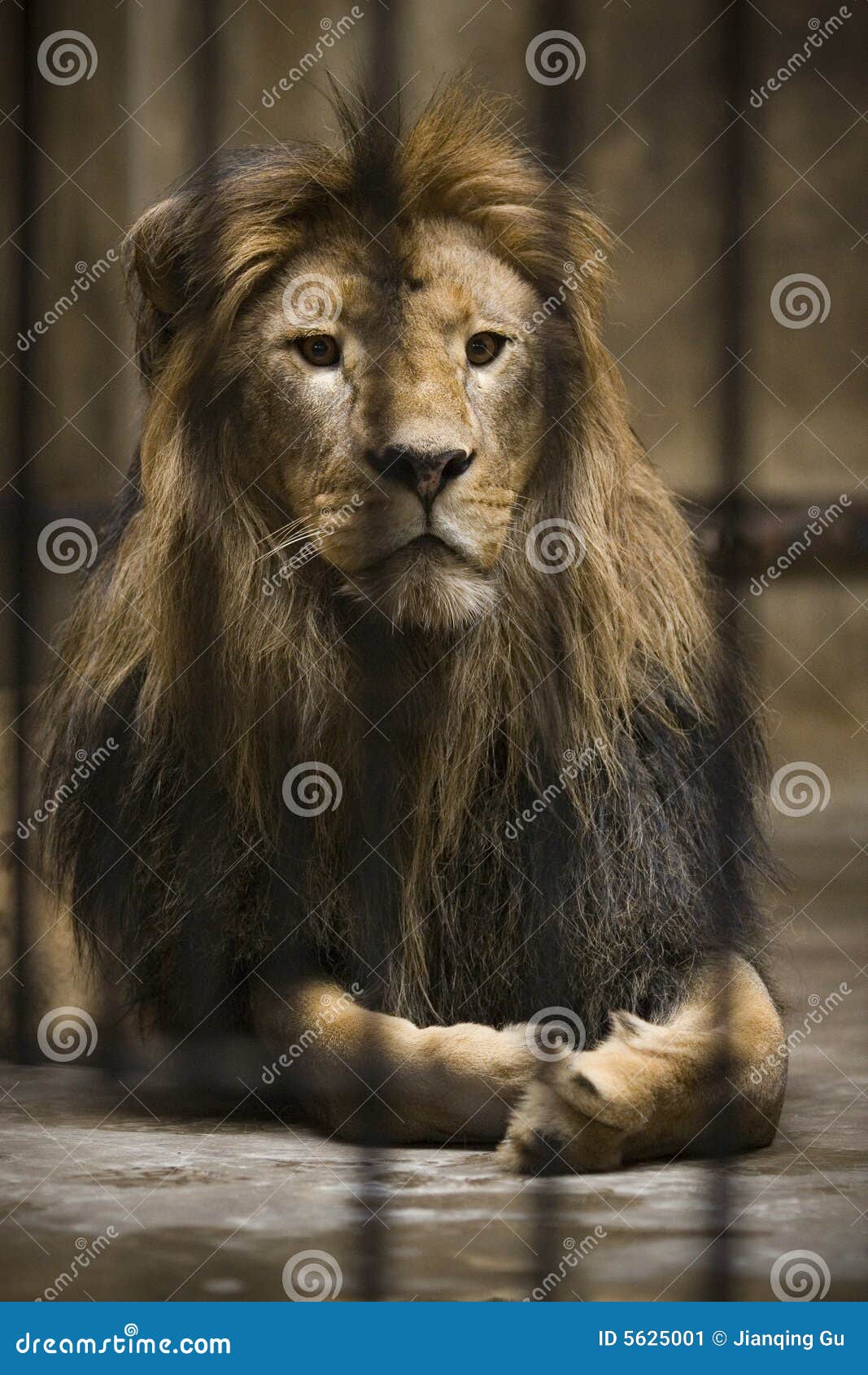 Lion in cage stock image. Image of lion, africa, zoological - 5625001