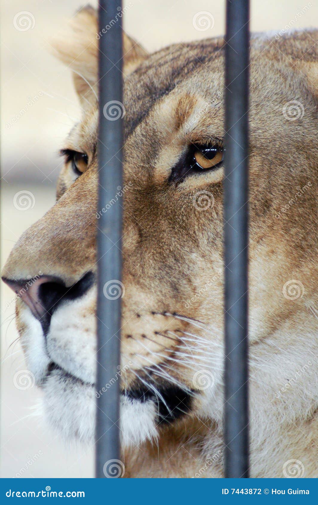The lion in a cage stock photo. Image of wild, eyes, king - 7443872