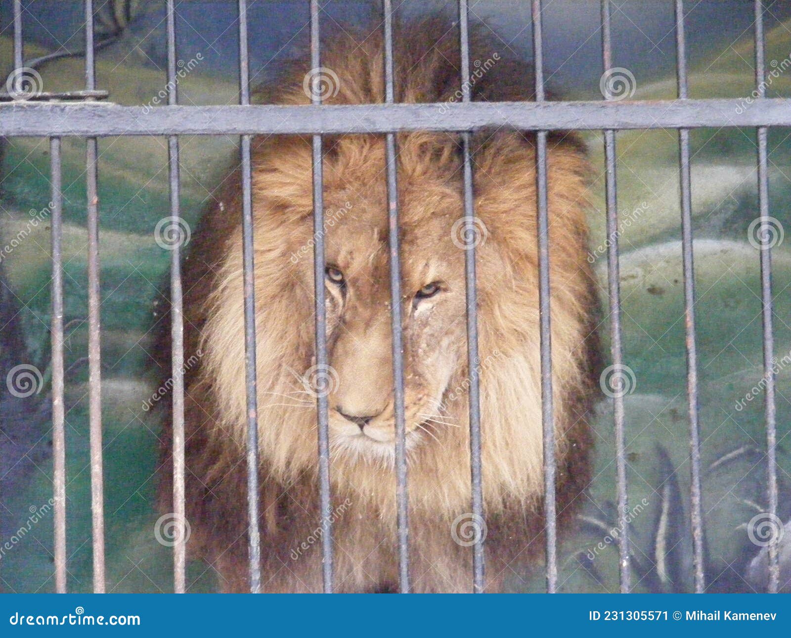 Lion in a cage stock image. Image of animal, tiger, wildlife - 231305571