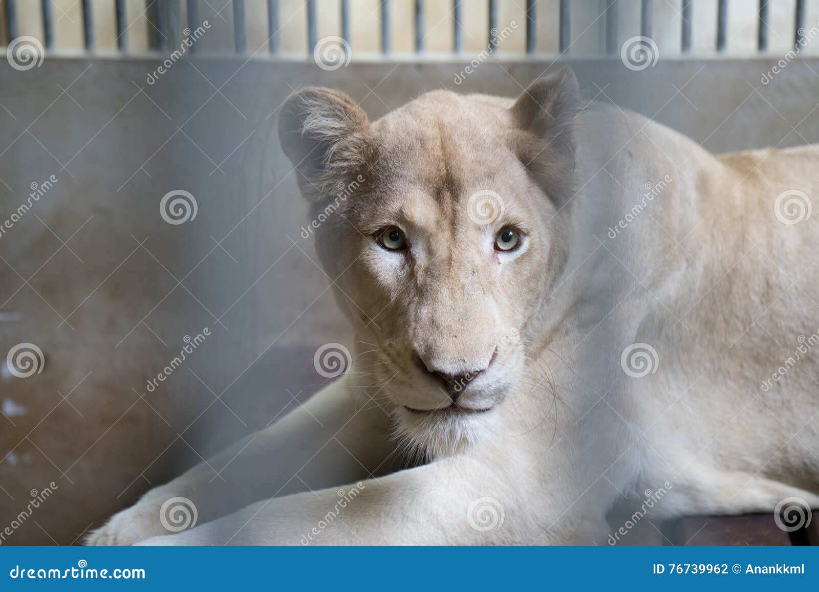 Lion in cage stock photo. Image of mammal, protection - 76739962