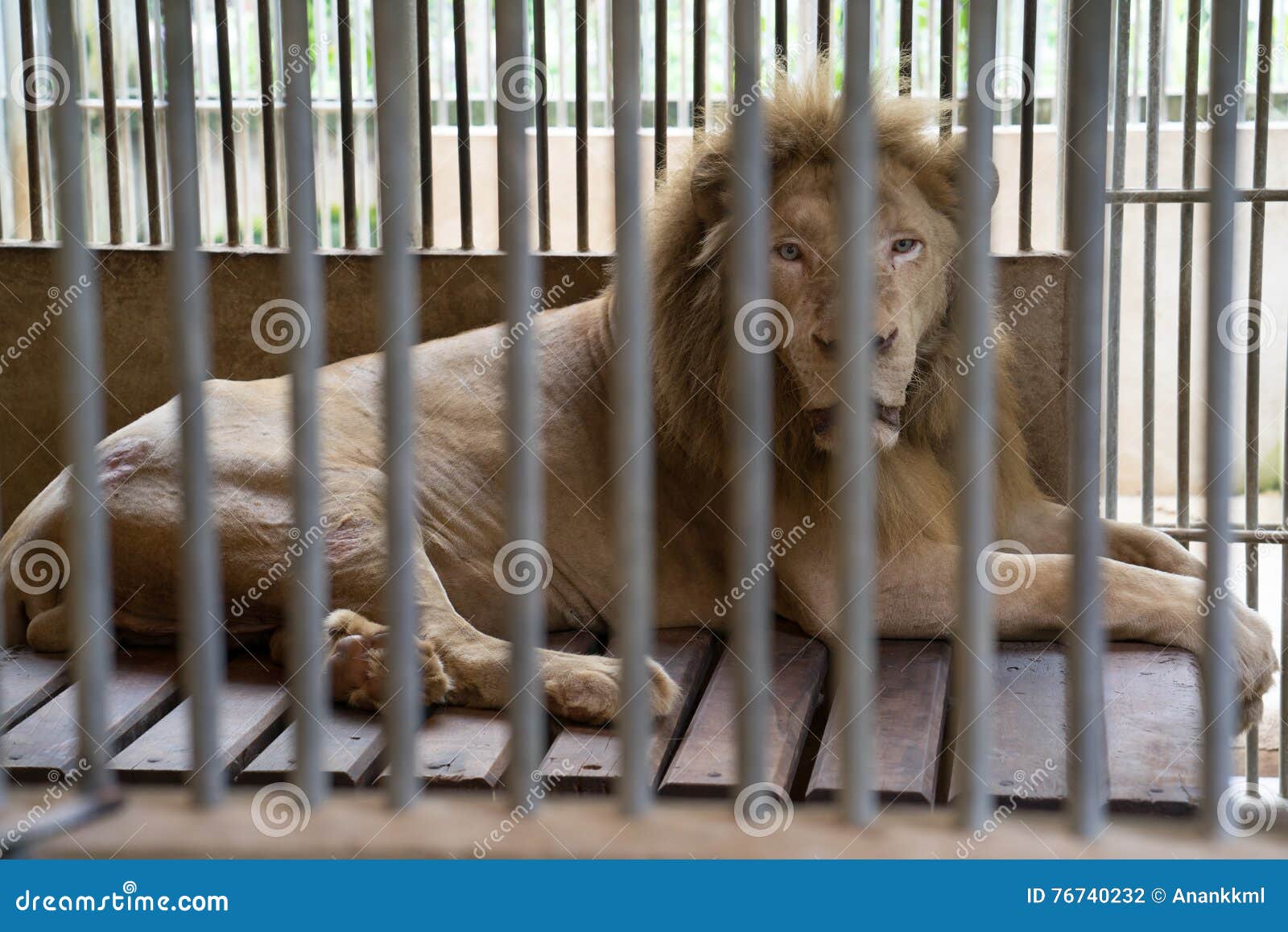 Lion in cage stock photo. Image of wild, prison, lion - 76740232
