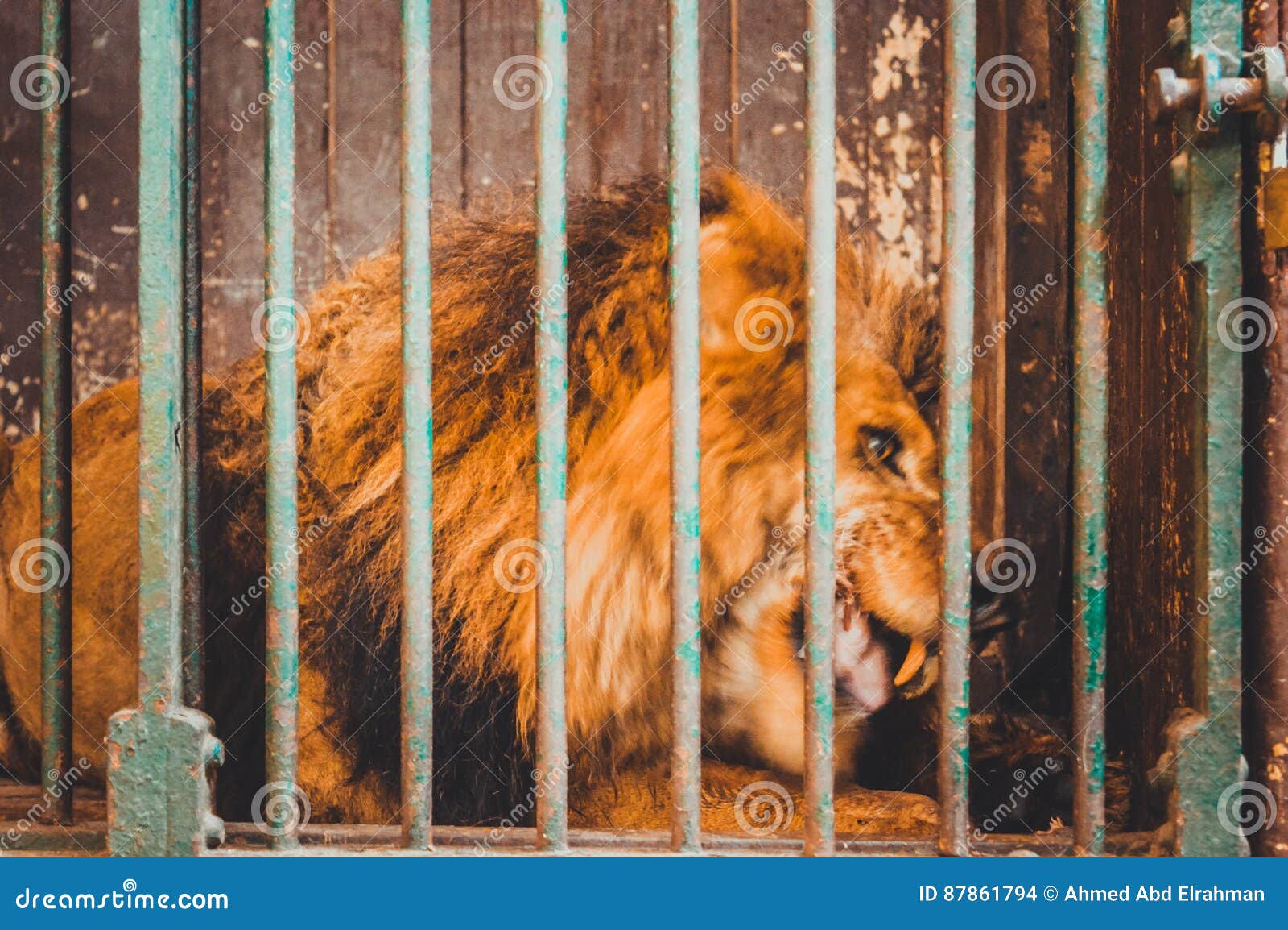 Lion In Cage Stock Photography | CartoonDealer.com #87861794