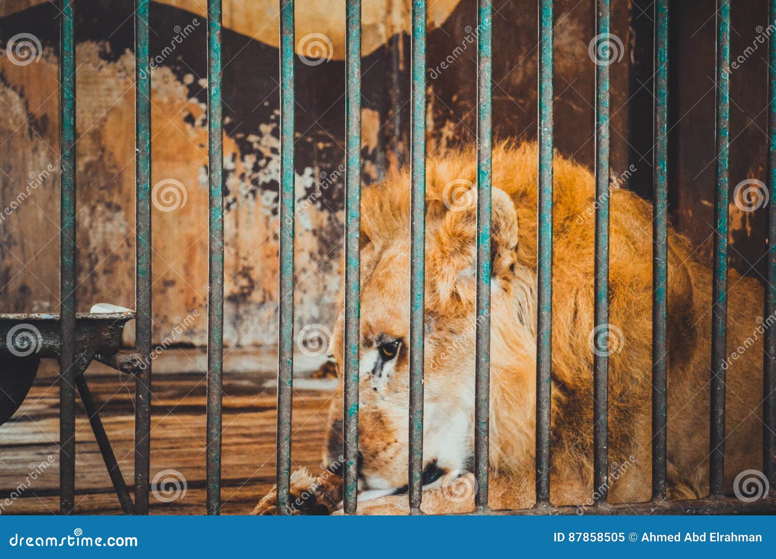 Lion in cage stock image. Image of face, lion, africa - 87858505