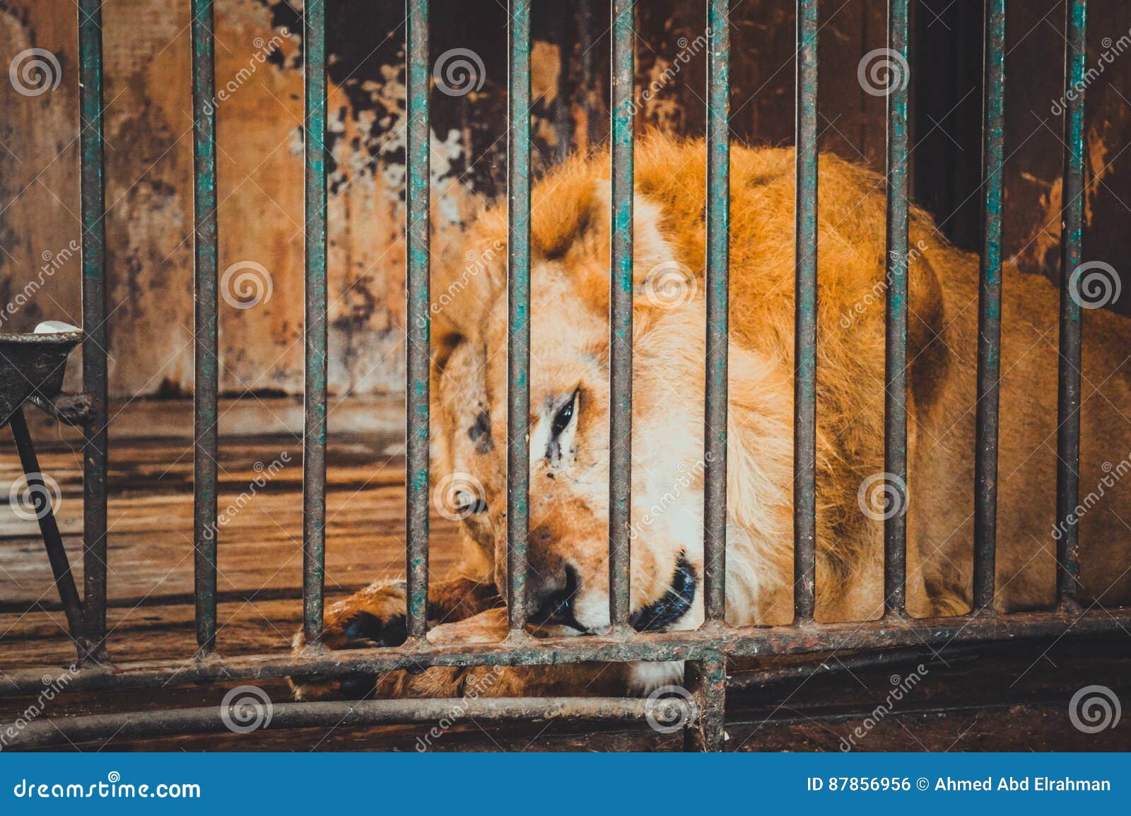 Lion in cage stock photo. Image of fence, protection - 87856956
