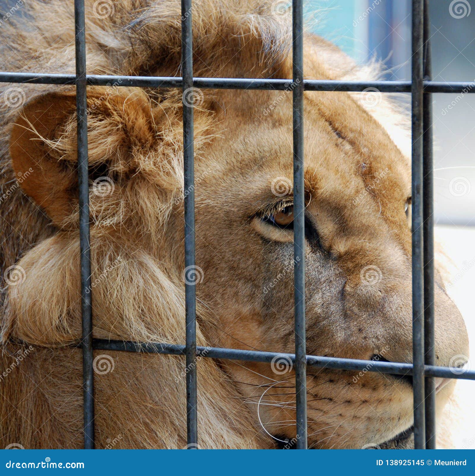 Lion in a cage stock image. Image of predator, backdrop - 138925145