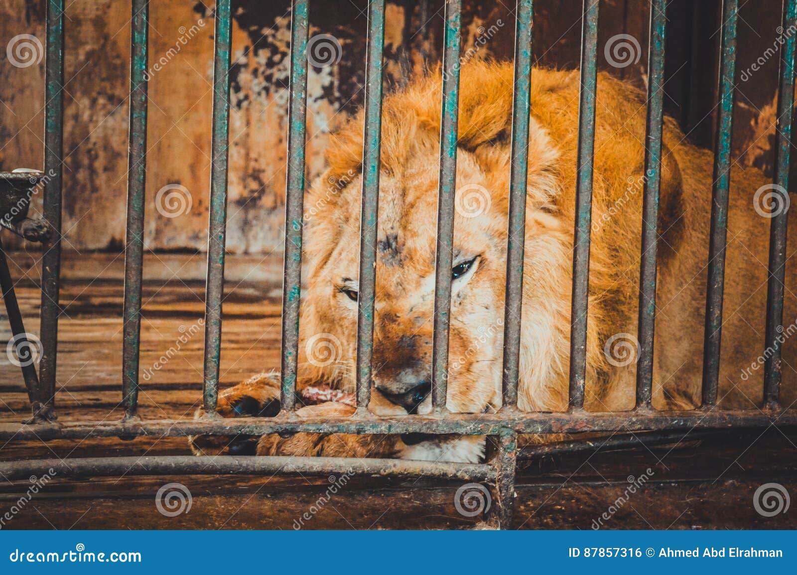 Lion in cage looking stock photo. Image of background - 87857316