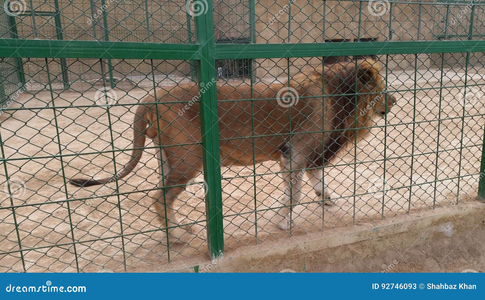 Lion stock image. Image of cage, lion, angry, looking - 92746093