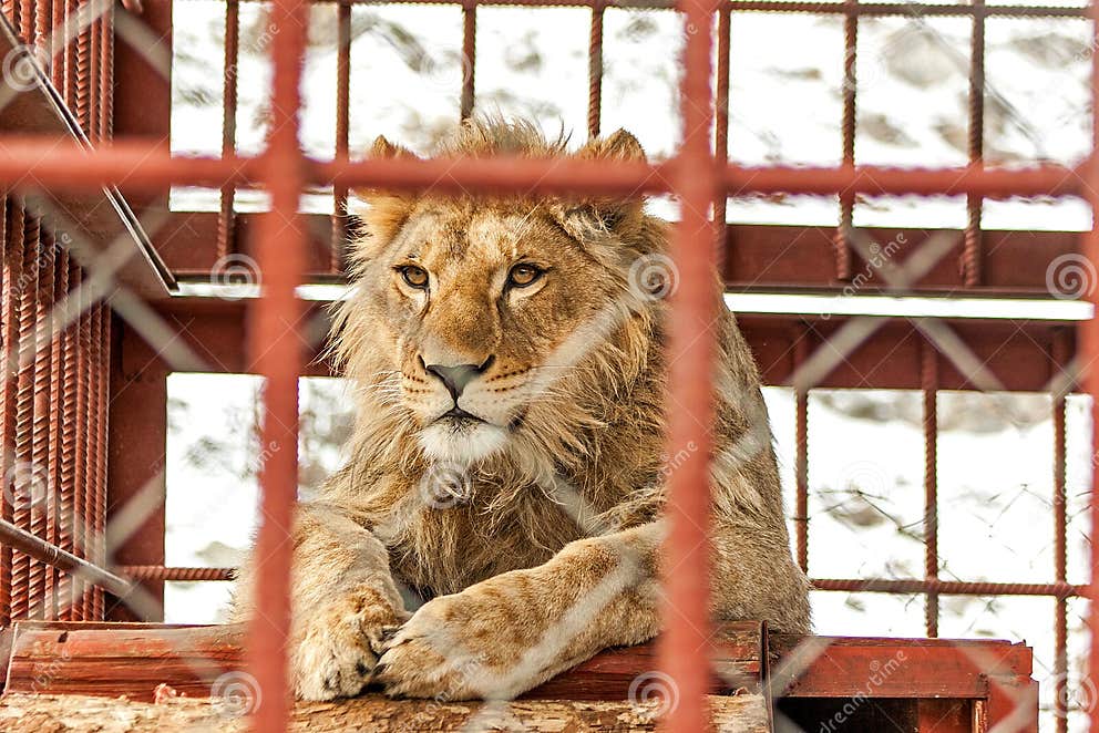 Lion in a cage stock photo. Image of relaxed, mammal - 67342936