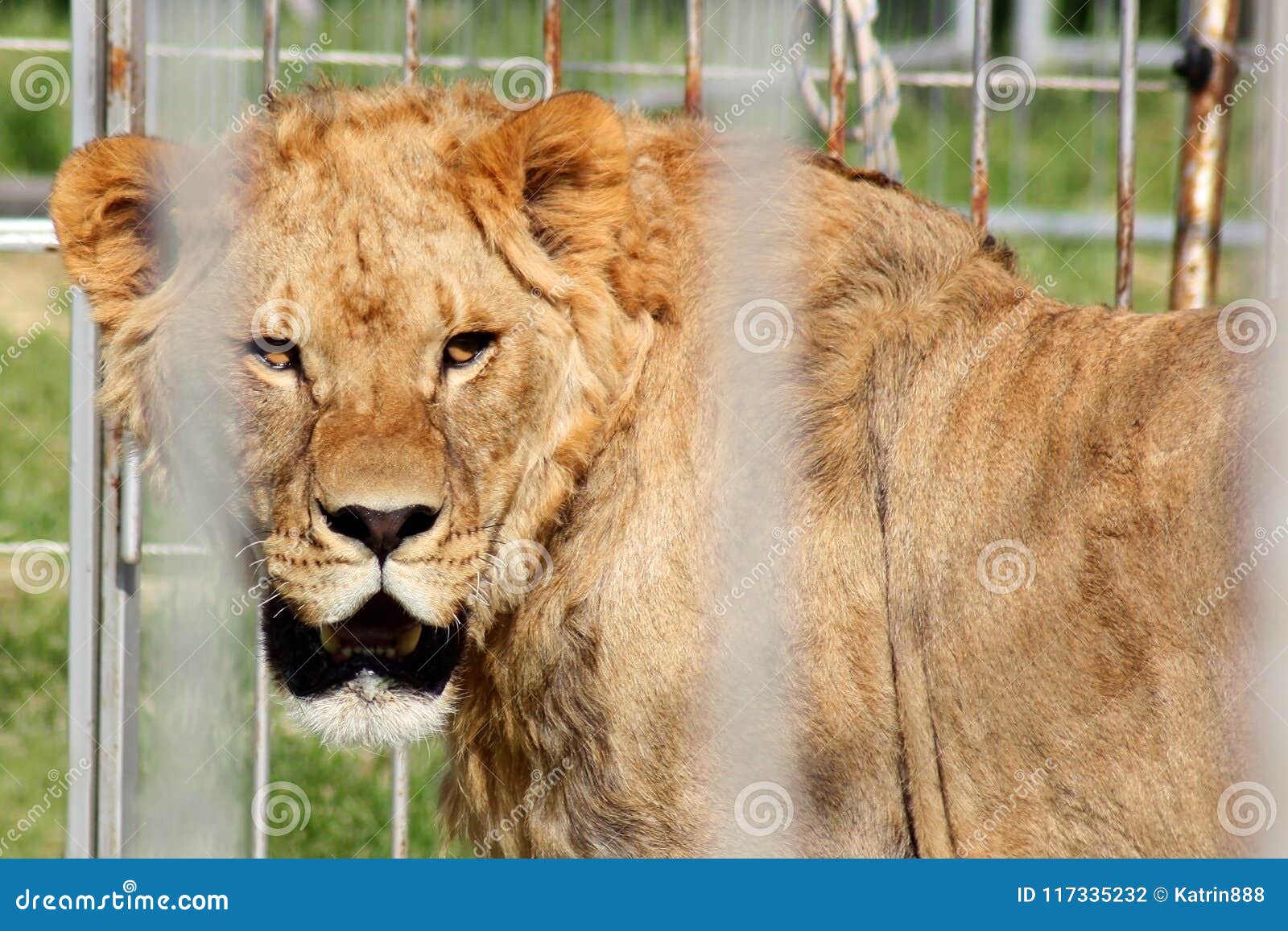 Lion in cage stock photo. Image of angry, outdoor, park - 117335232