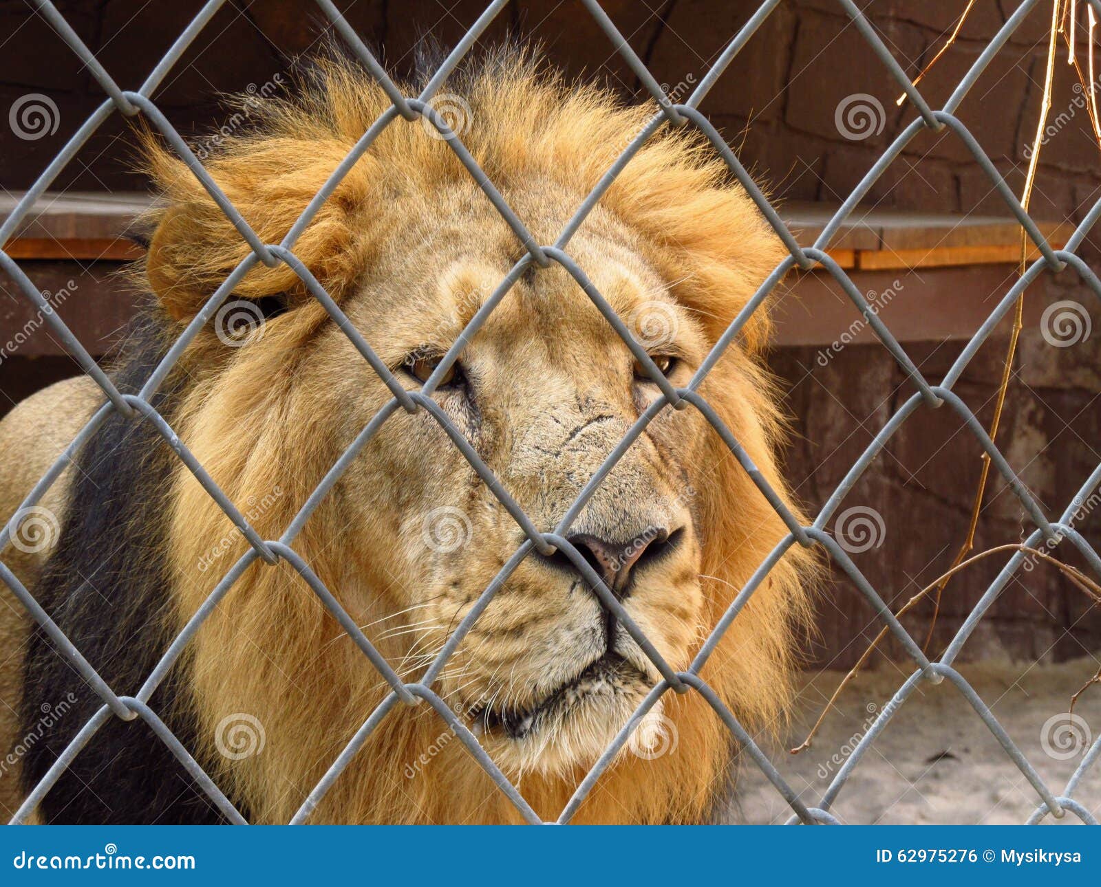 Lion in the cage stock photo. Image of abused, depressed - 62975276