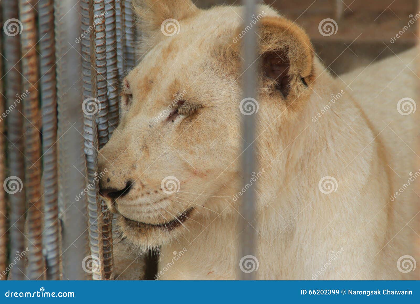 Lion in the cage stock image. Image of wild, dangerous - 66202399