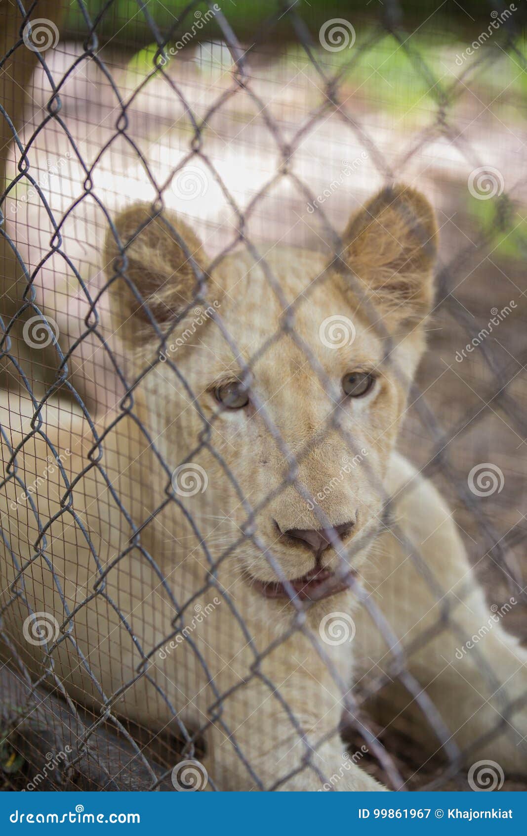 Lion in the cage stock image. Image of lion, nature, male - 99861967