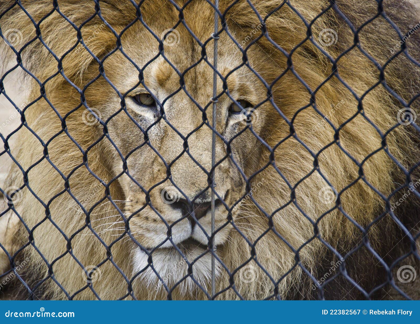 Lion Caged Royalty-Free Stock Photography | CartoonDealer.com #22382567